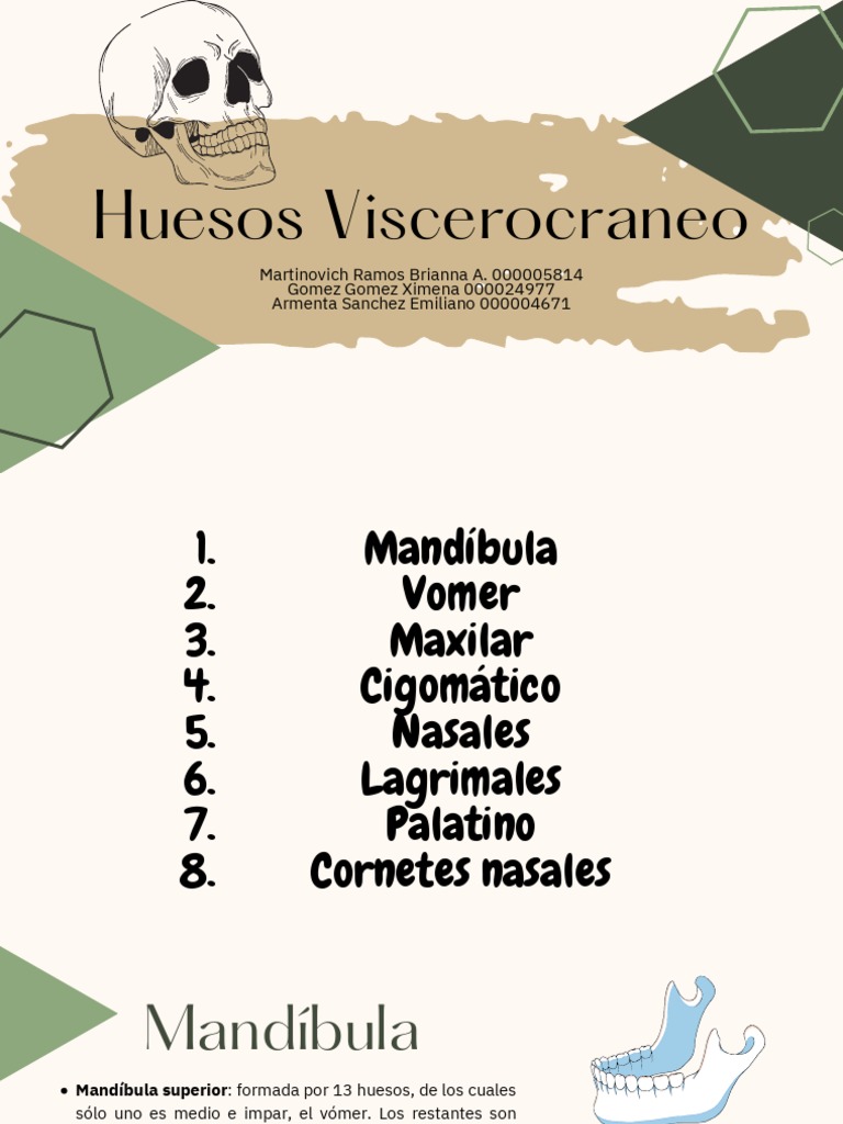 Huesos Viscerocraneo | PDF | Cara | Anatomía