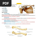 Partes Del Humero | PDF | Hombro | Sistema musculoesquelético