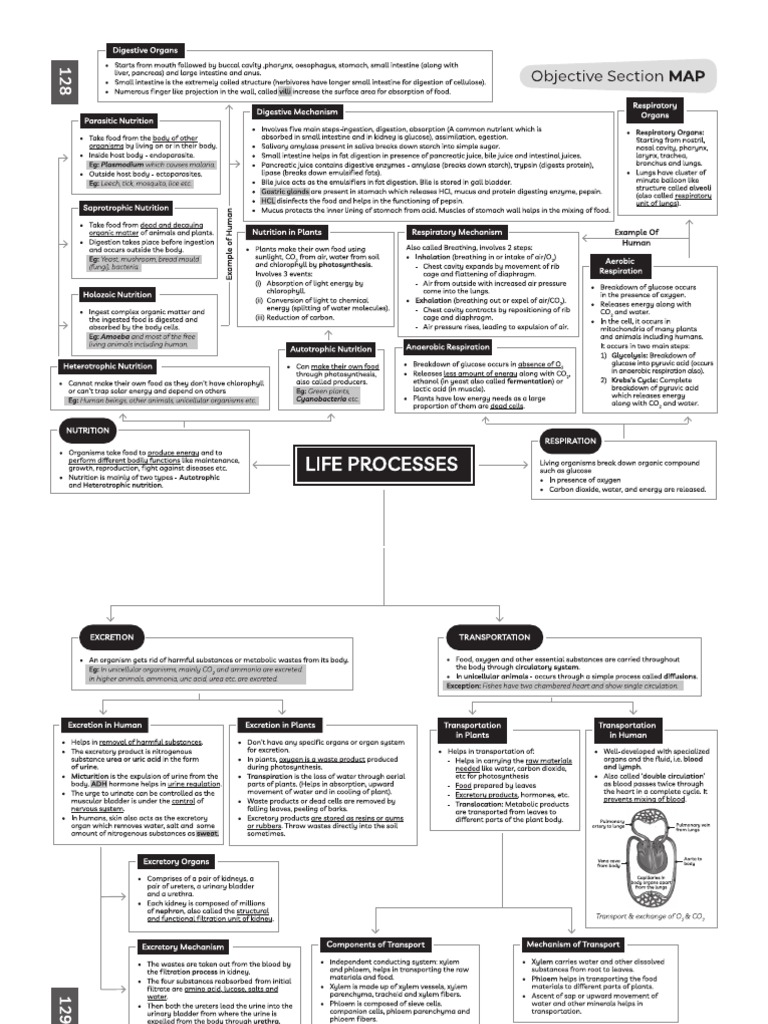 Chapter 6 Life Processes Pdf 