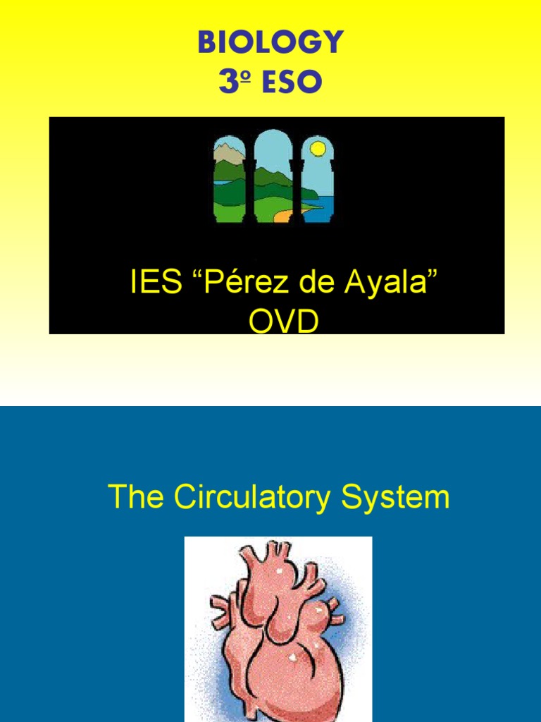 4 - The Circulatory System - PPT | PDF | Lymphatic System | Heart