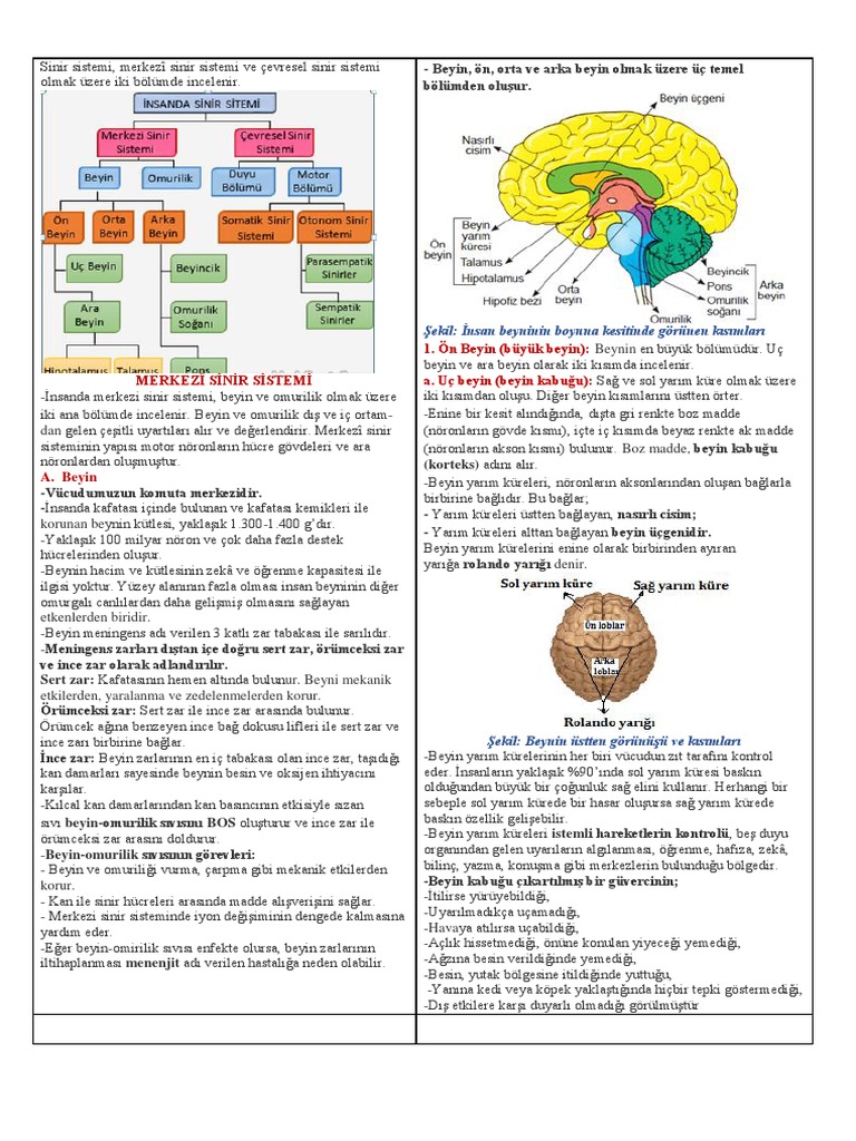 11.sinif Biyoloji Sinir Sistemi Konu Anlatimi 2 | PDF