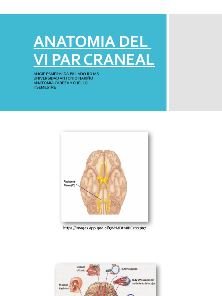 6 Par Craneal Anatomia | PDF