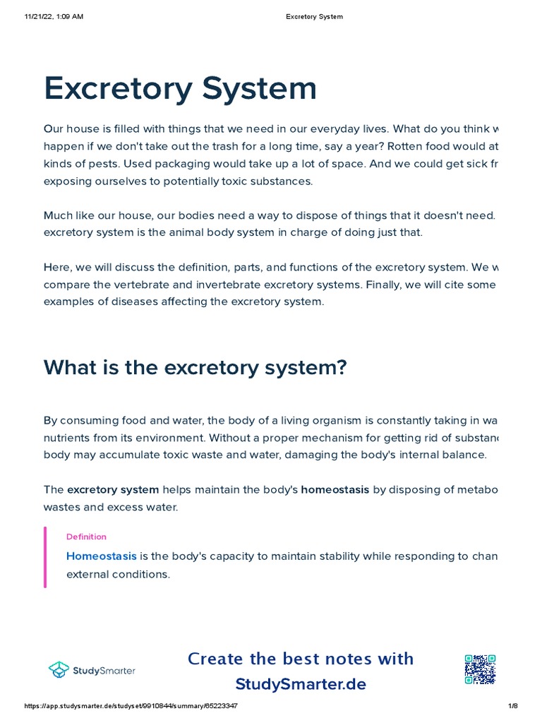 Excretory System | PDF | Kidney | Medical Specialties