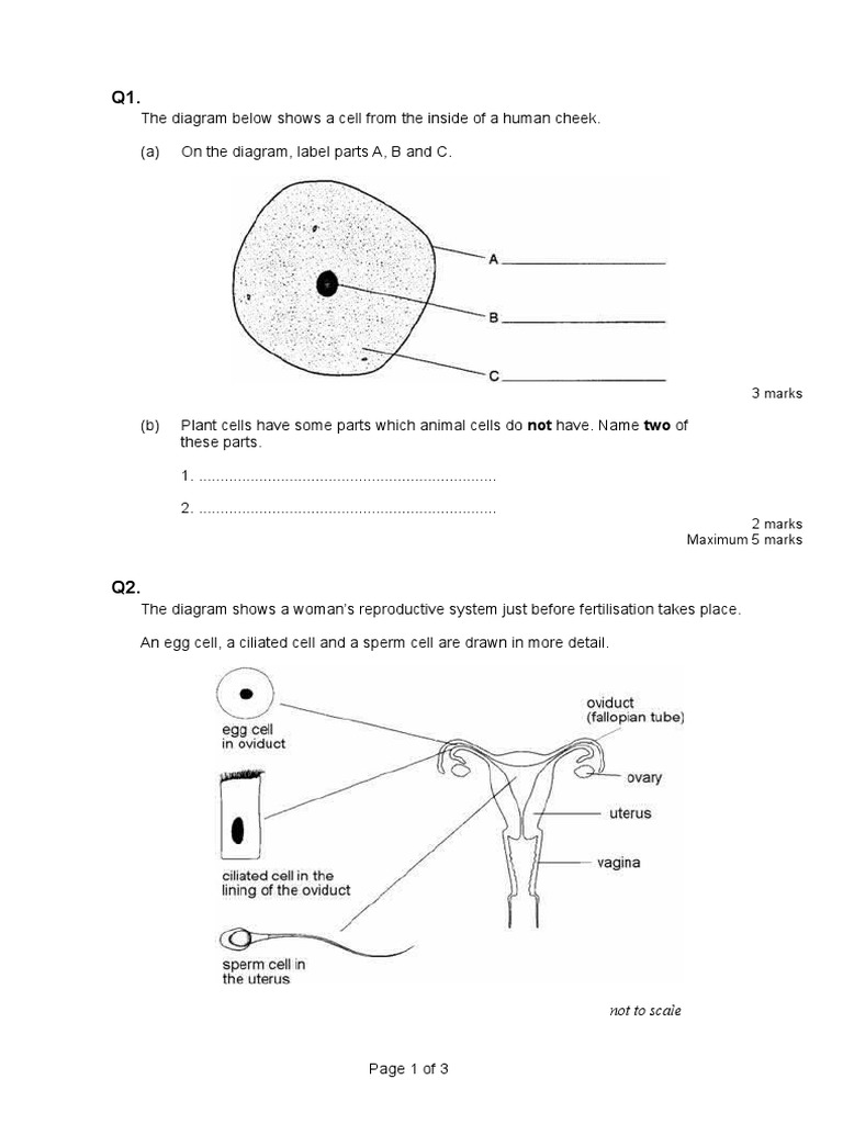 Https://d1c0fc7ib89kee - Cloudfront.net/uploads/attachment/file//cells Exam Question | PDF ...