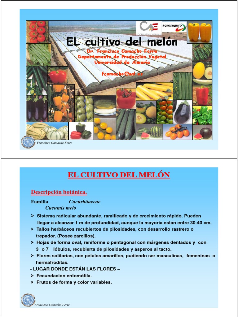 Microsoft PowerPoint - El Cultivo Del MELÓN - CAE | PDF | Botánica ...