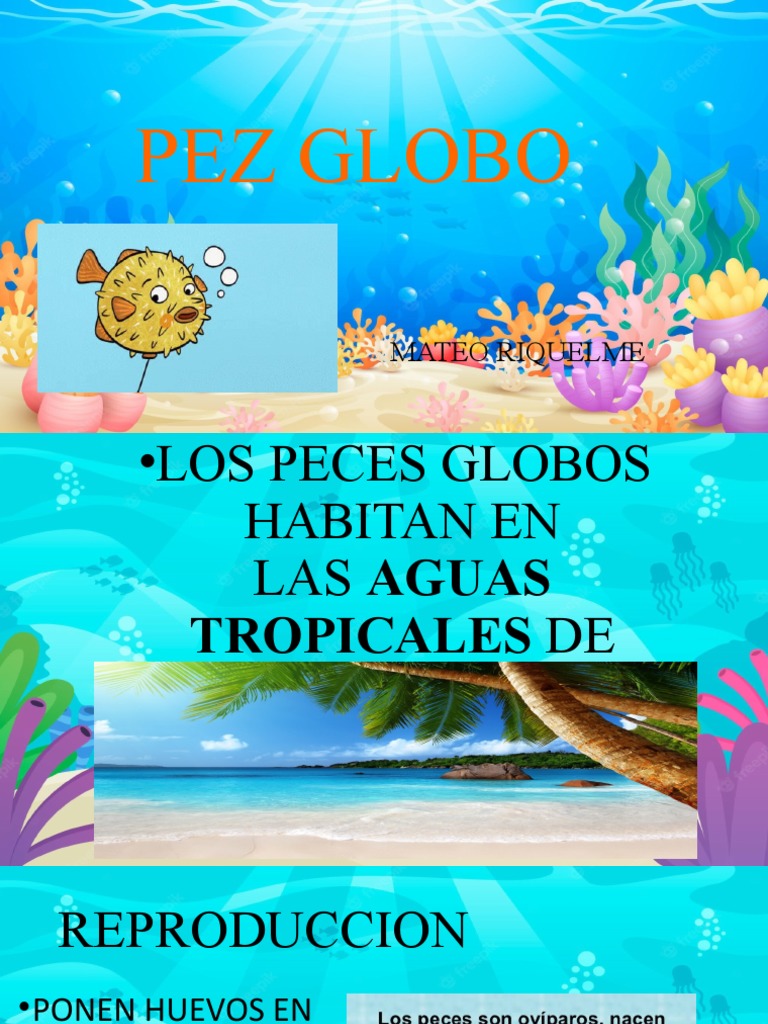 Información sobre el pez globo para niños | PDF | Hogar, jardinería y ...