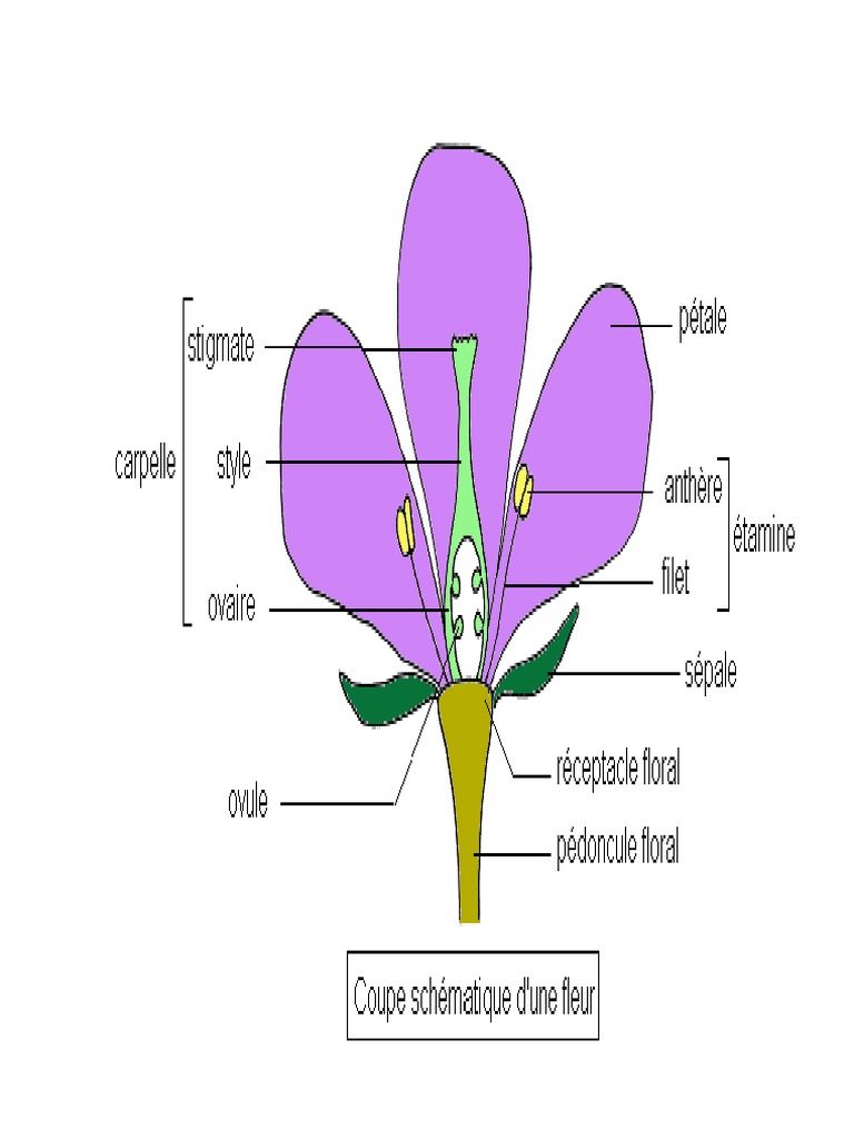 Coupe Schématique D'une Fleur | PDF