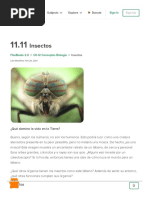 Recorrido Virtual Museo Entomologia | PDF | Insectos | Lepidópteros
