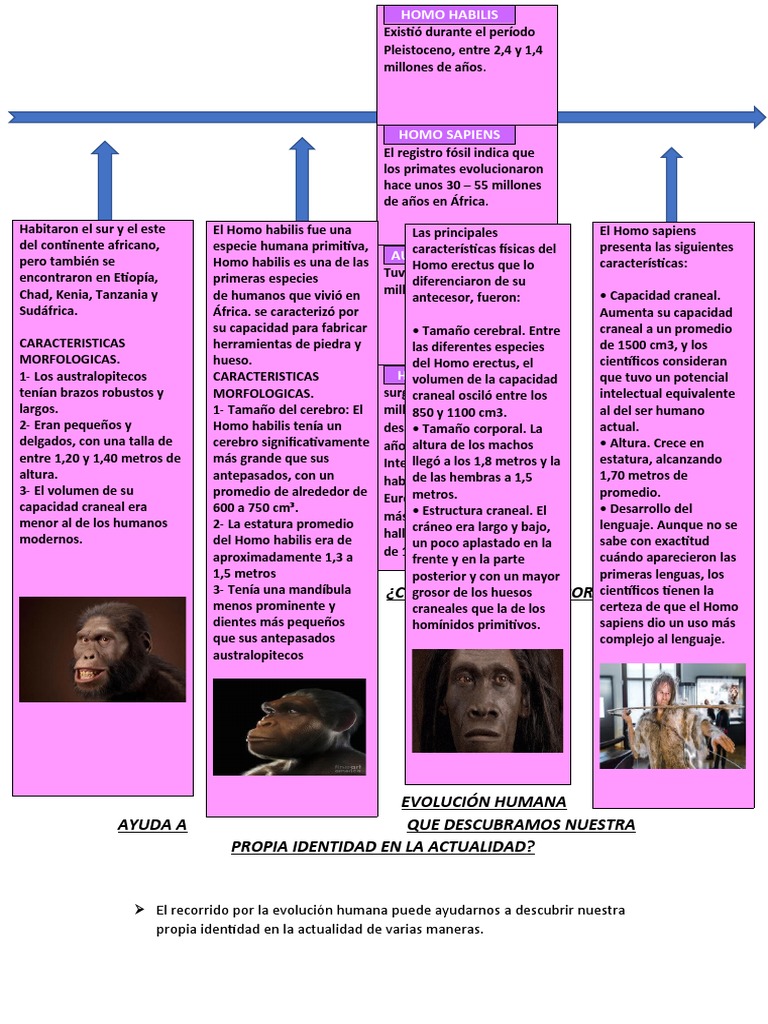 Línea de Tiempo Sobre La Evolución Humana | PDF | Homo | Evolución humana