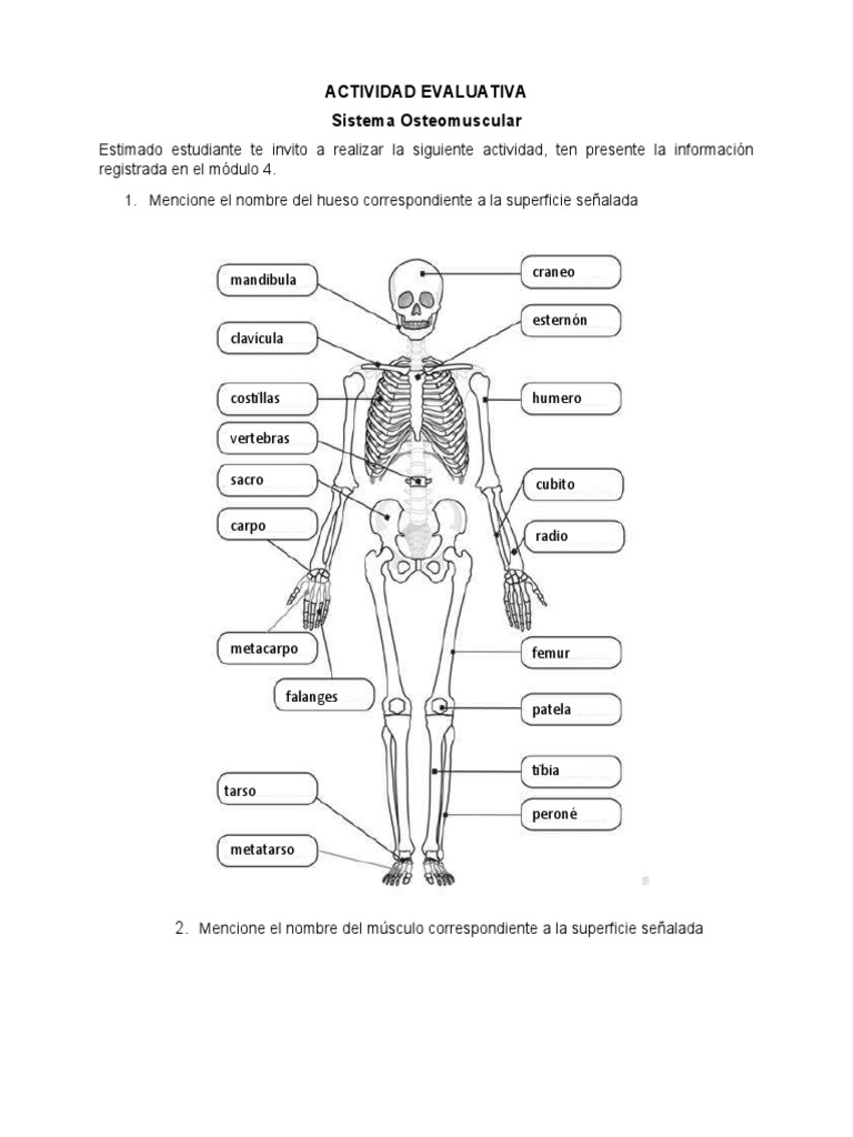 Actividad Anatomia Humana | PDF | Anatomía humana | Extremidades (anatomía) Actividad Anatomia Humana | PDF | Anatomía humana | Extremidades (anatomía)
