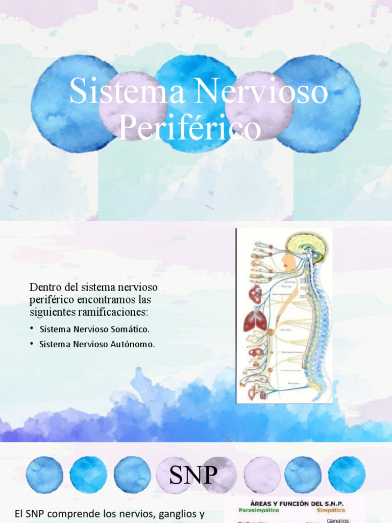 Sistema Nervioso Periférico | PDF | Sistema nervioso | Anatomía humana