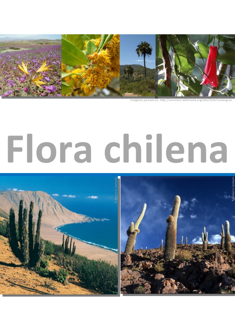 Flora Nativa de Chile: Plantas Destacadas | PDF