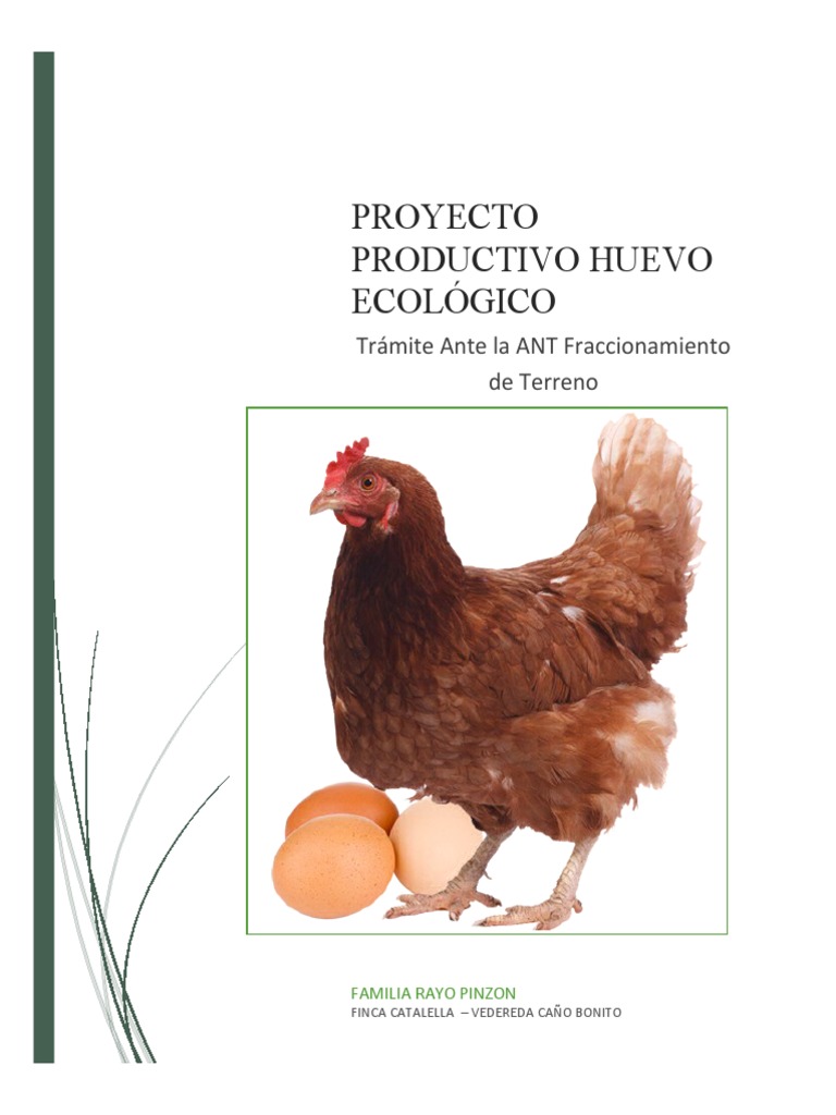 Proyecto Productivo - Gallinas Ponedoras - CATALELLA | PDF | Alimentos | Agua