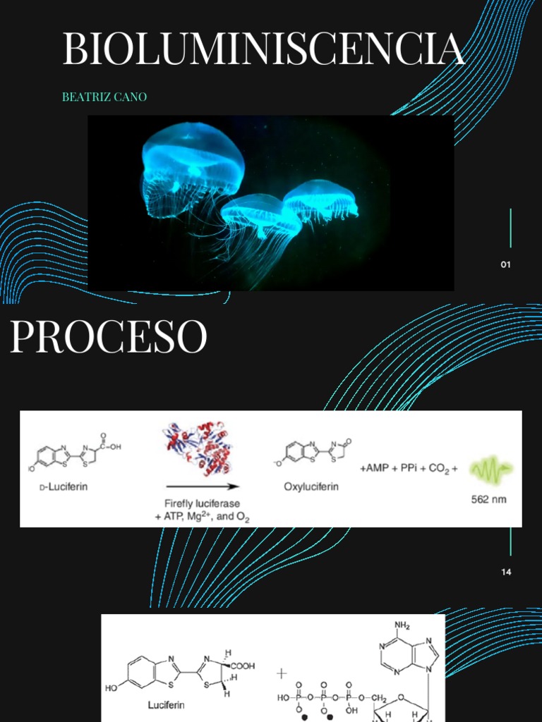 Bioluminiscencia en Holbox y su Proceso | PDF