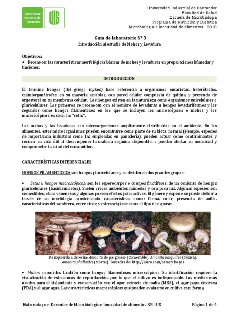 Guía 3 Mohos y Levaduras - 2018 PDF | PDF | Hongo | Levadura