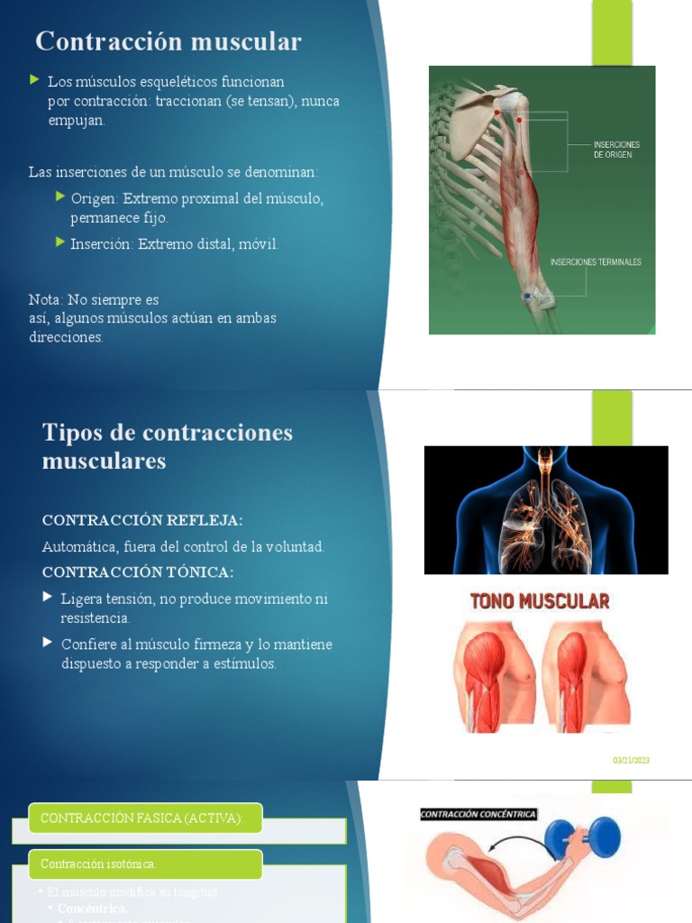 Contracción Muscular-3 | PDF