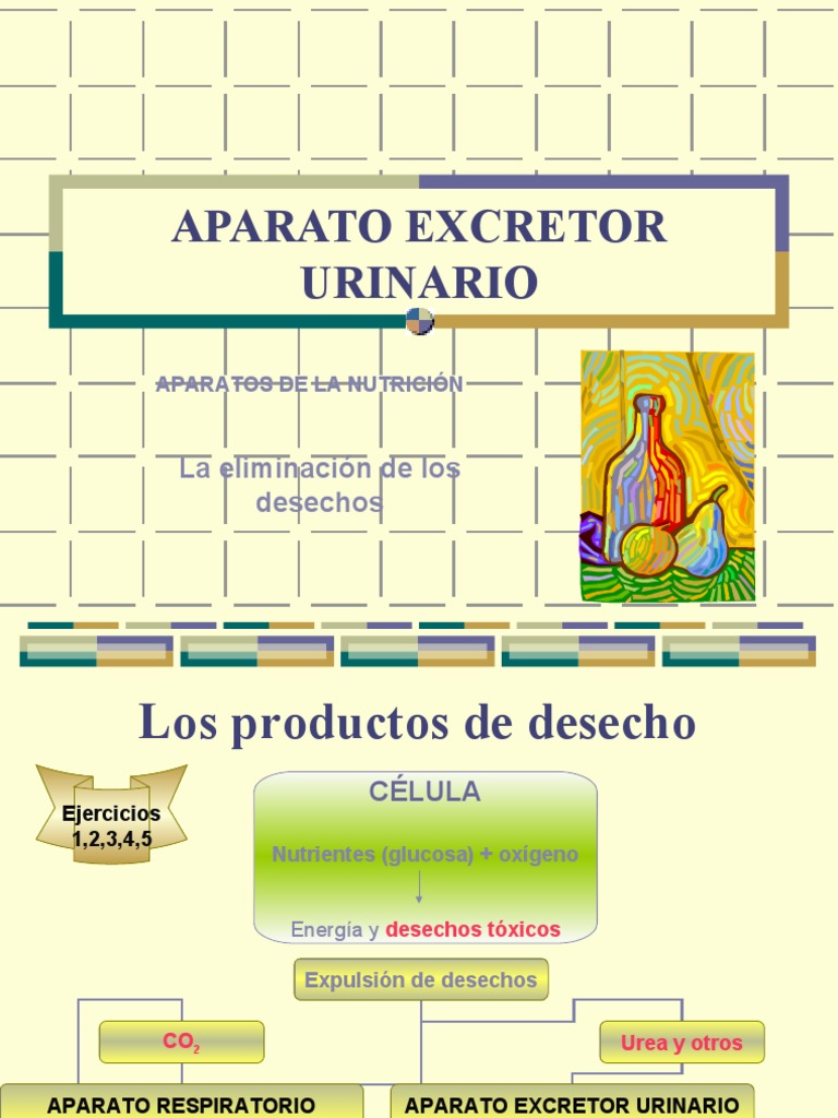 Aparato Excretor Urinario | PDF | Sistema urinario | Riñón