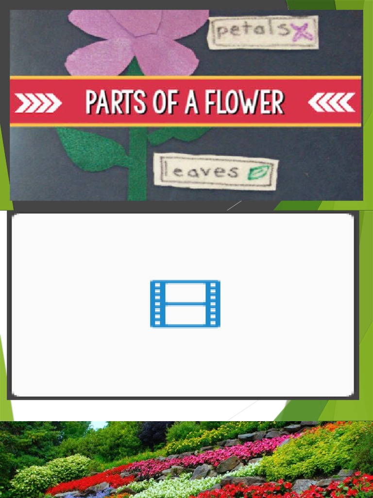 Parts Of A Flower Description Printable