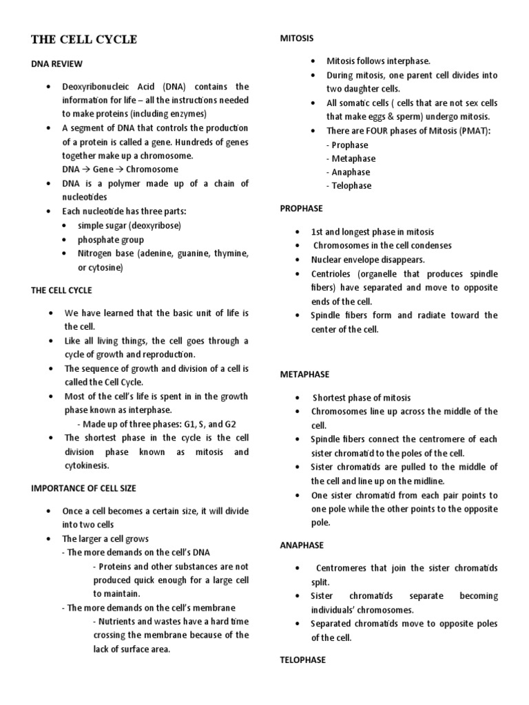 The Cell Cycle | PDF | Mitosis | Cell (Biology)