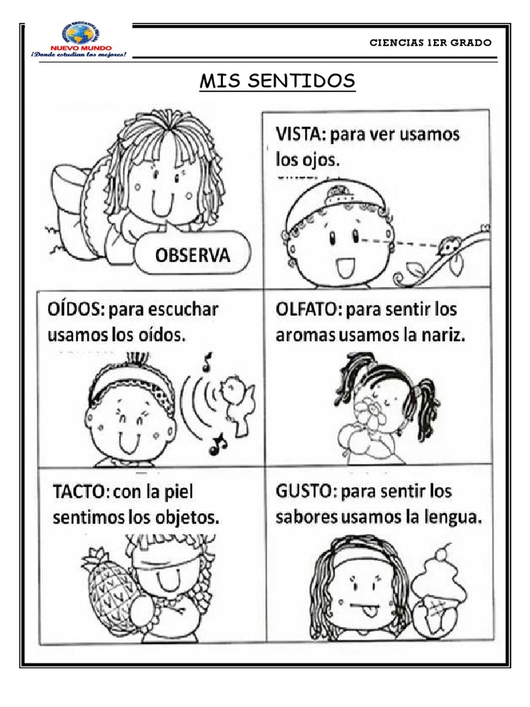 Fichas de Los Sentidos | PDF