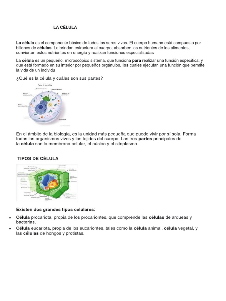 La Célula Pdf Pdf