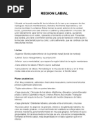 Anatomía y Función de la Región Labial | PDF | Labio | Anatomía humana