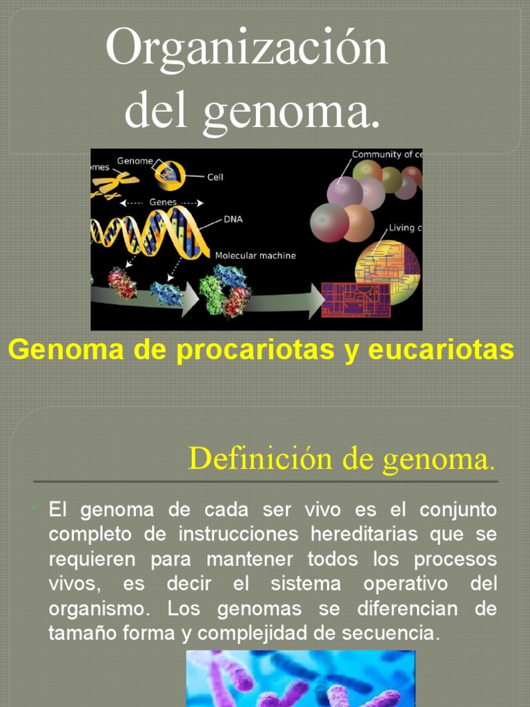 Organización Del Genoma | PDF | Genoma | Gene