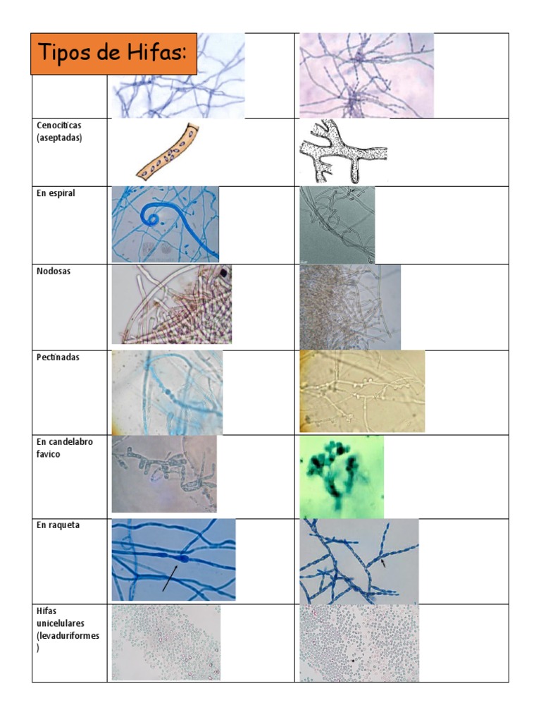 Tipos de Hifas | PDF