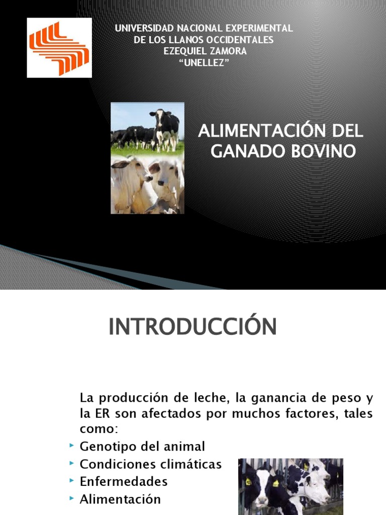 Alimentaci+ N en Bovinos | PDF | Pasto | Alimentos