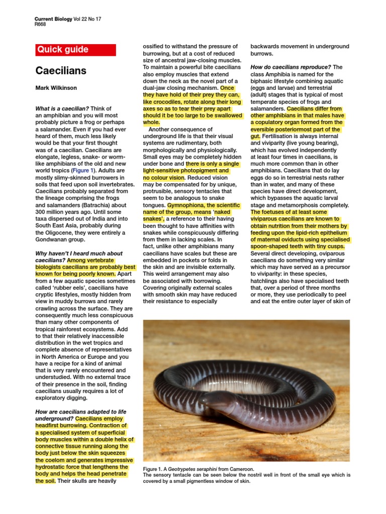 Caecilian Life Cycle and Adaptations | PDF | Amphibian | Zoology