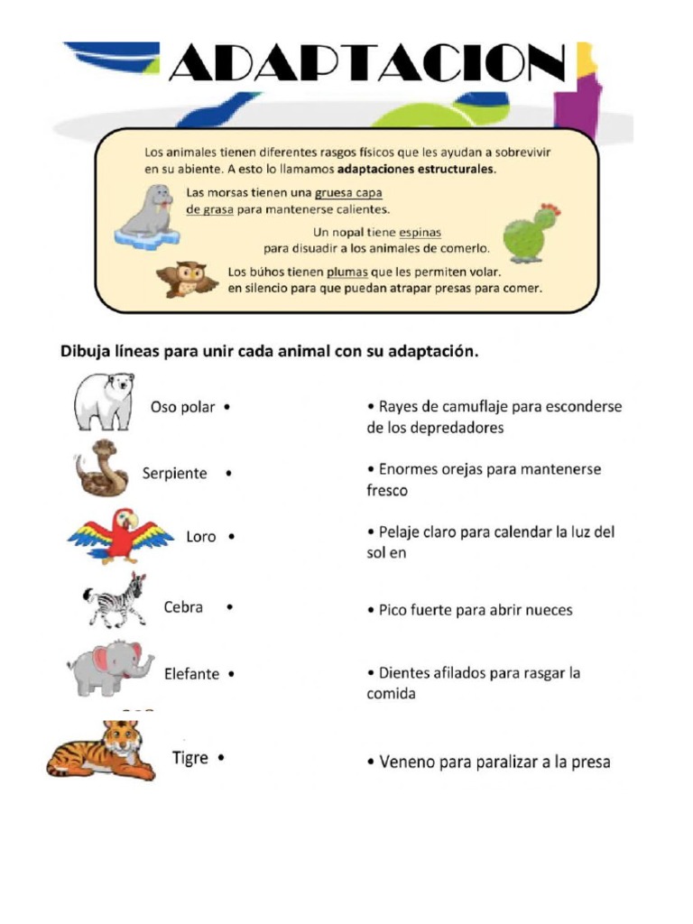 Adaptaciones Grado 3 | PDF | Ciencias sociales