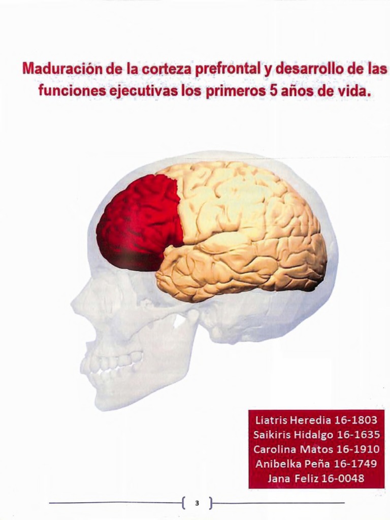 Maduración de La Corteza Prefrontal y Desarrollo de Las Funciones ...