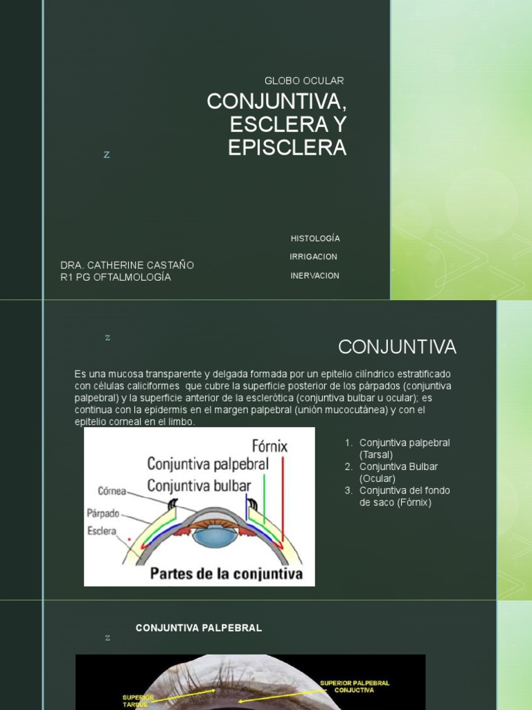 Conjuntiva, Esclera y Episclera | PDF | Epitelio | Membrana mucosa