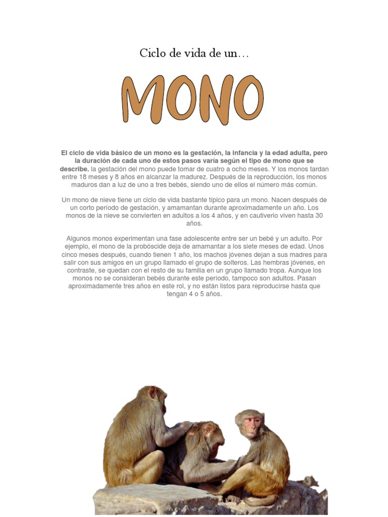 Ciclo de vida de los monos: gestación, infancia y madurez | PDF