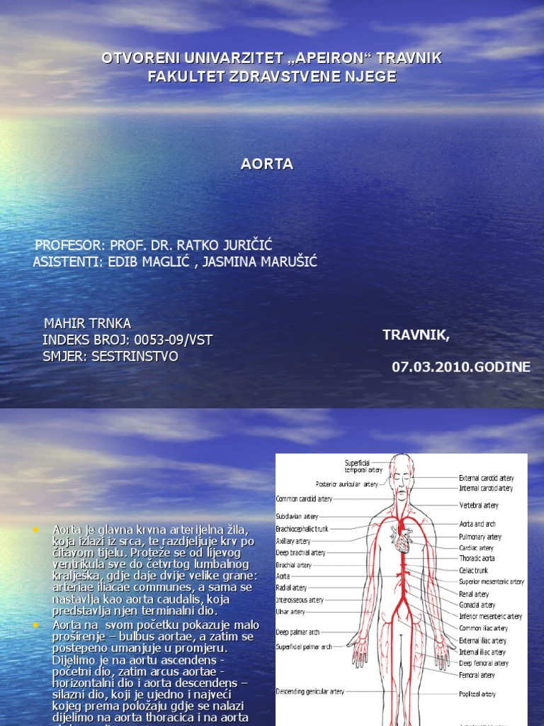 Prezentacija - Aorta | PDF