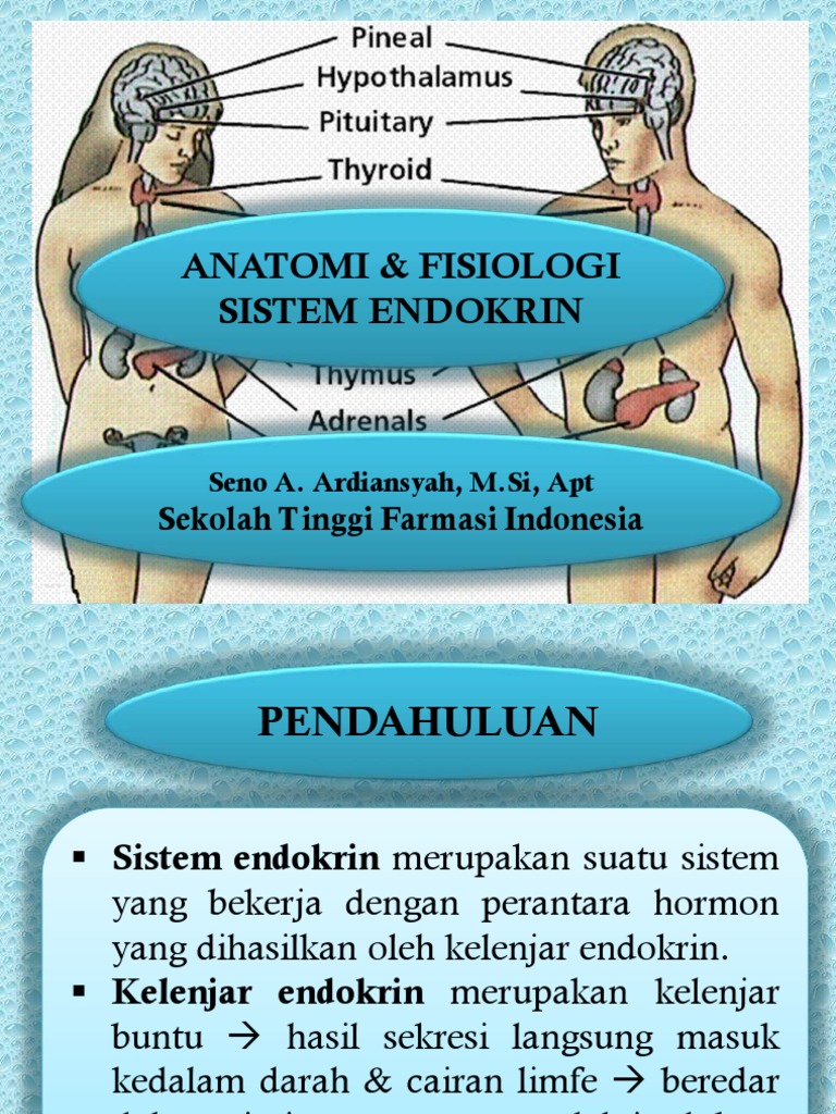 Pert 2 - ANATOMI DAN FISIOLOGI SISTEM ENDOKRIN | PDF
