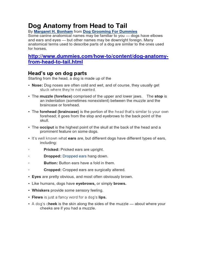 Dog Anatomy: Head to Tail Overview | PDF | Foot | Human Anatomy