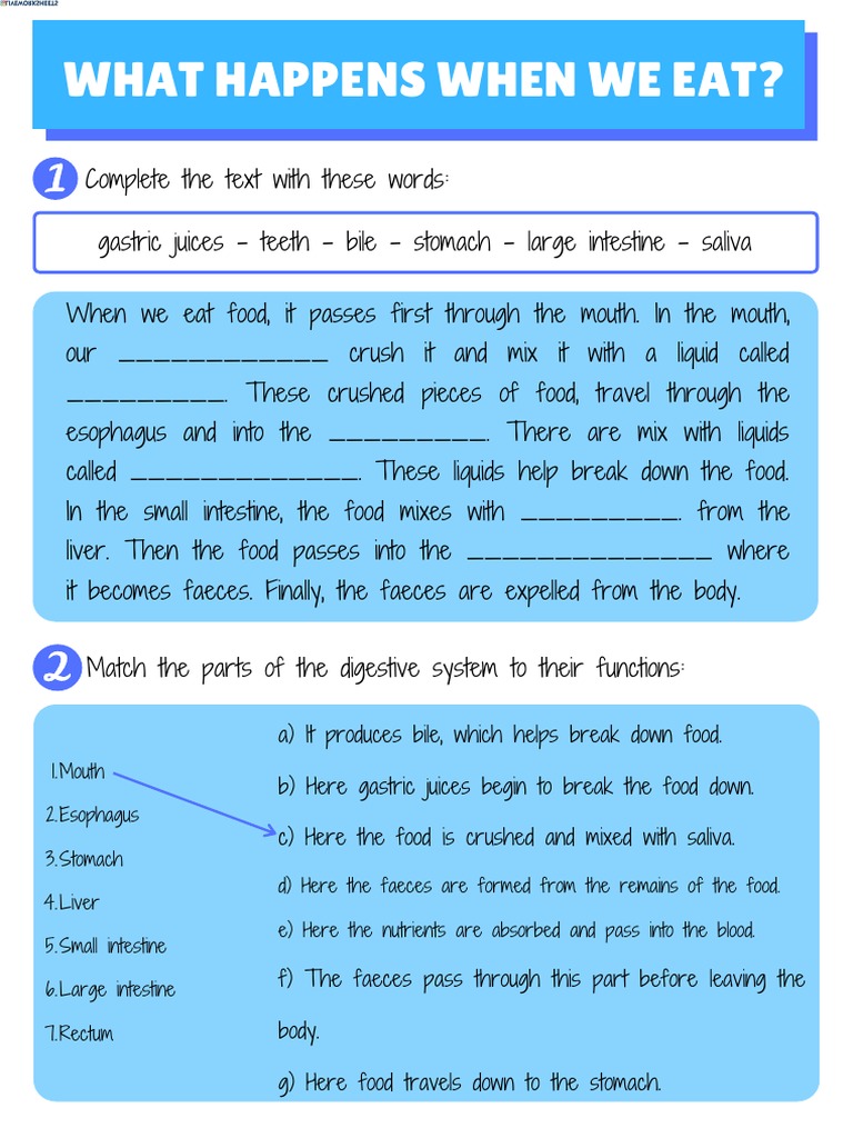 Digestive System Worksheet | PDF