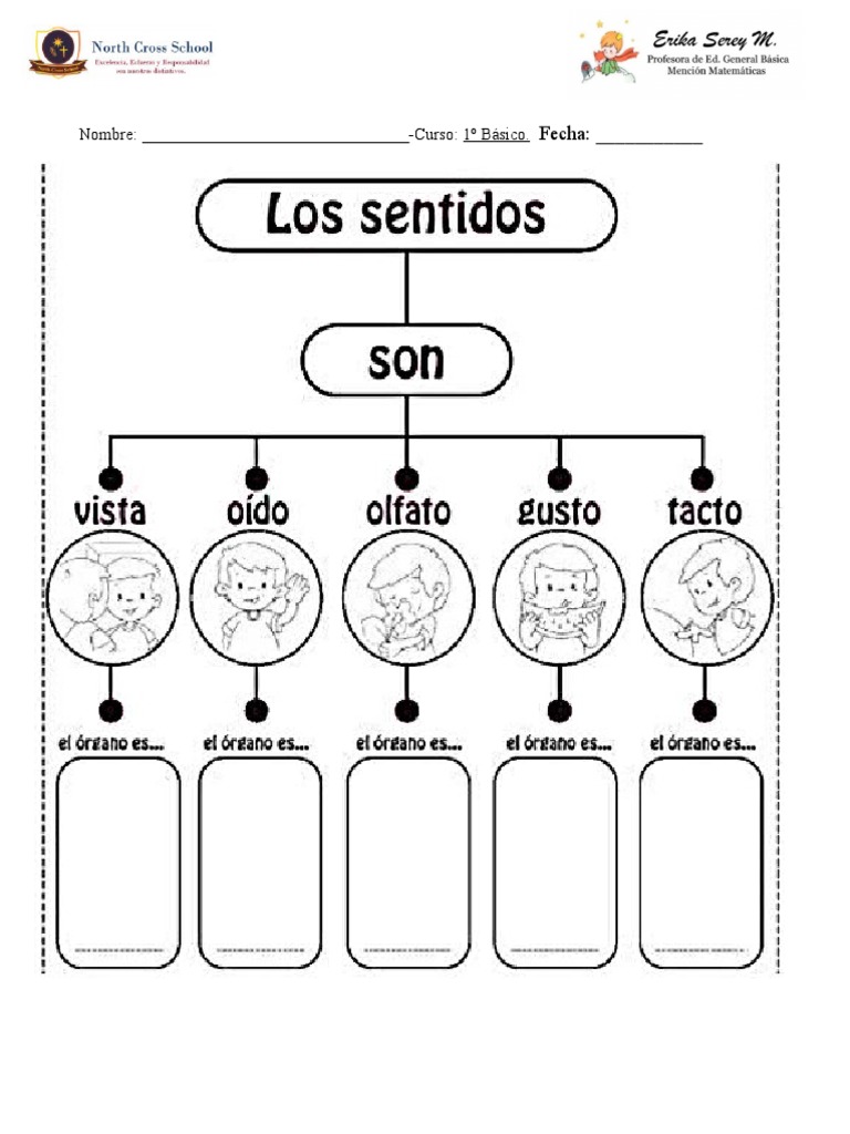 Guía de Los Sentidos Organos | PDF