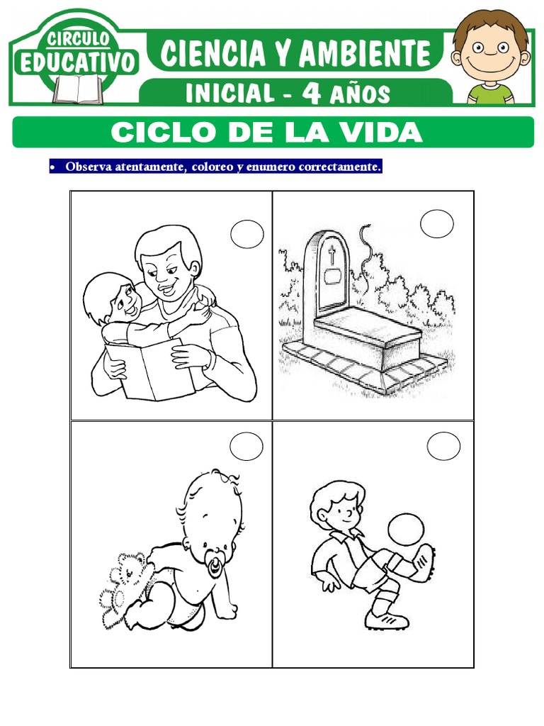Actividades de Ciclo de Vida para Niños | PDF | Hogar, jardinería y ...