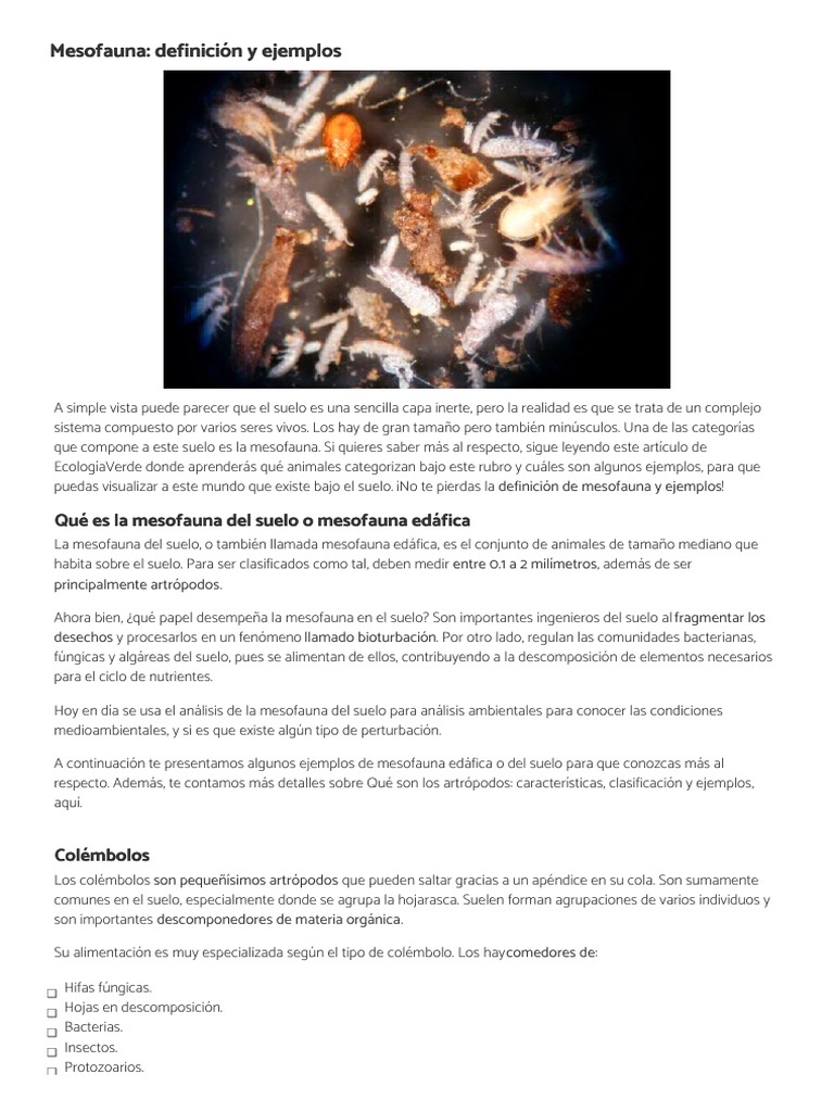 Mesofauna - Definición y Ejemplos | PDF | Hongo | Suelo