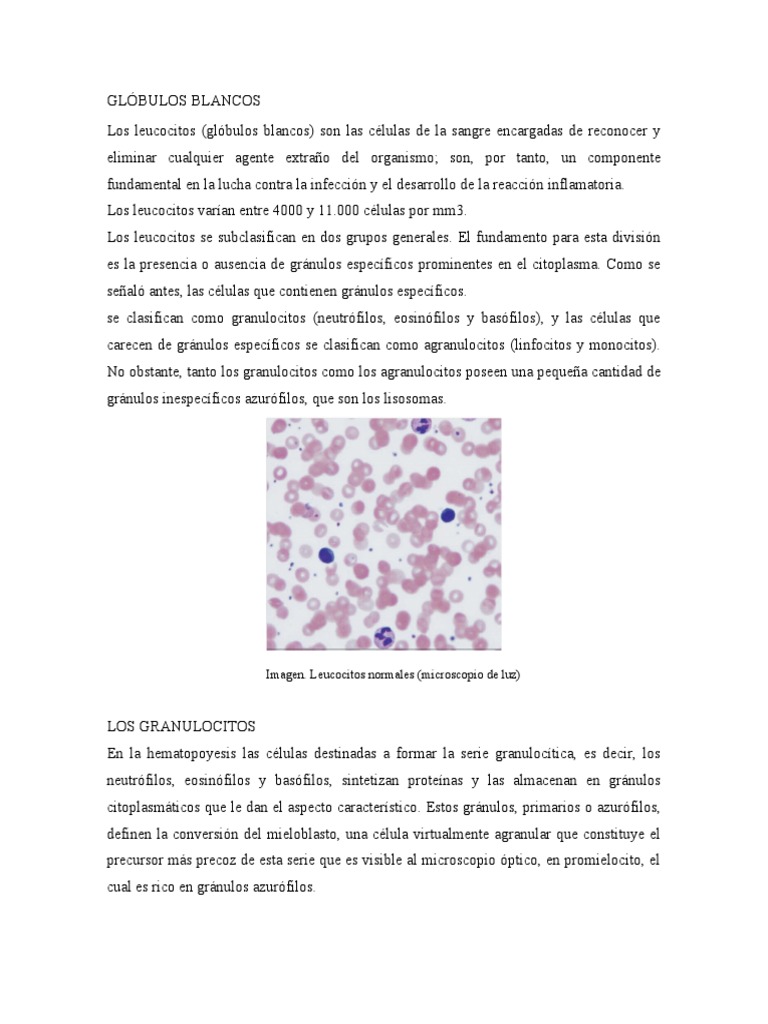 Glóbulos Blancos | PDF | Leucocito | Inflamación