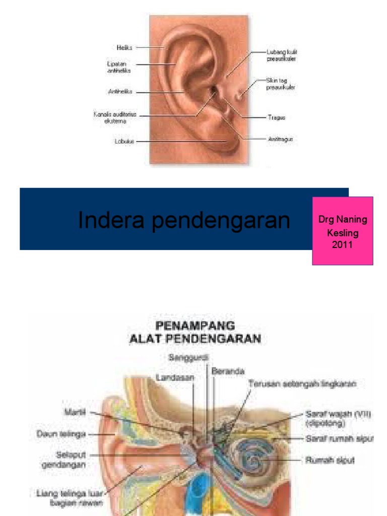 Indera Pendengaran | PDF | Kajian Bahasa Asing | Kesehatan Holistik