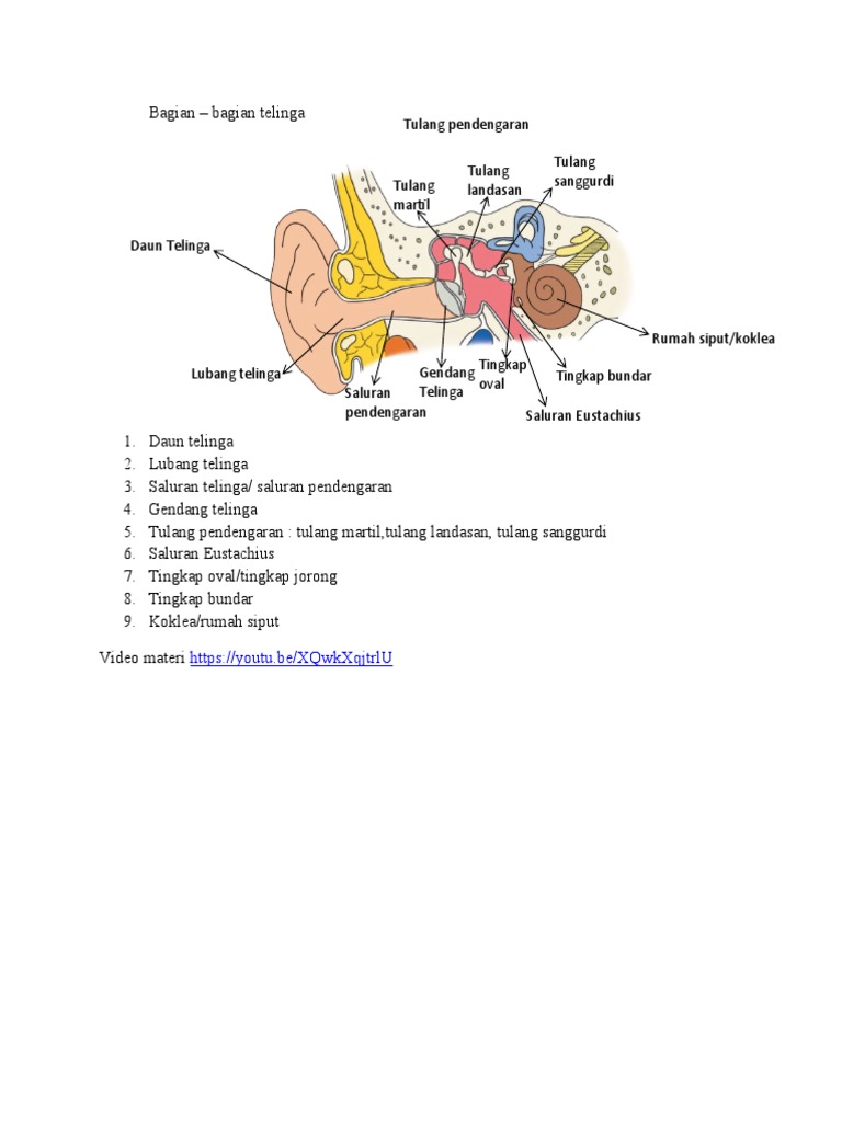 Bagian - Bagian Telinga | PDF