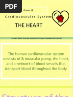 Cardiovascular System | PDF | Atrium (Heart) | Heart