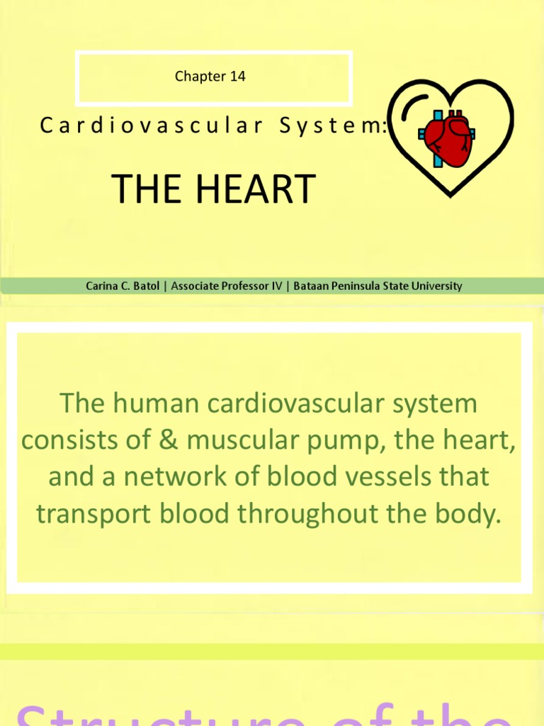 Chapter 14.2 - Cardiovascular System - The Heart | PDF | Heart Valve ...