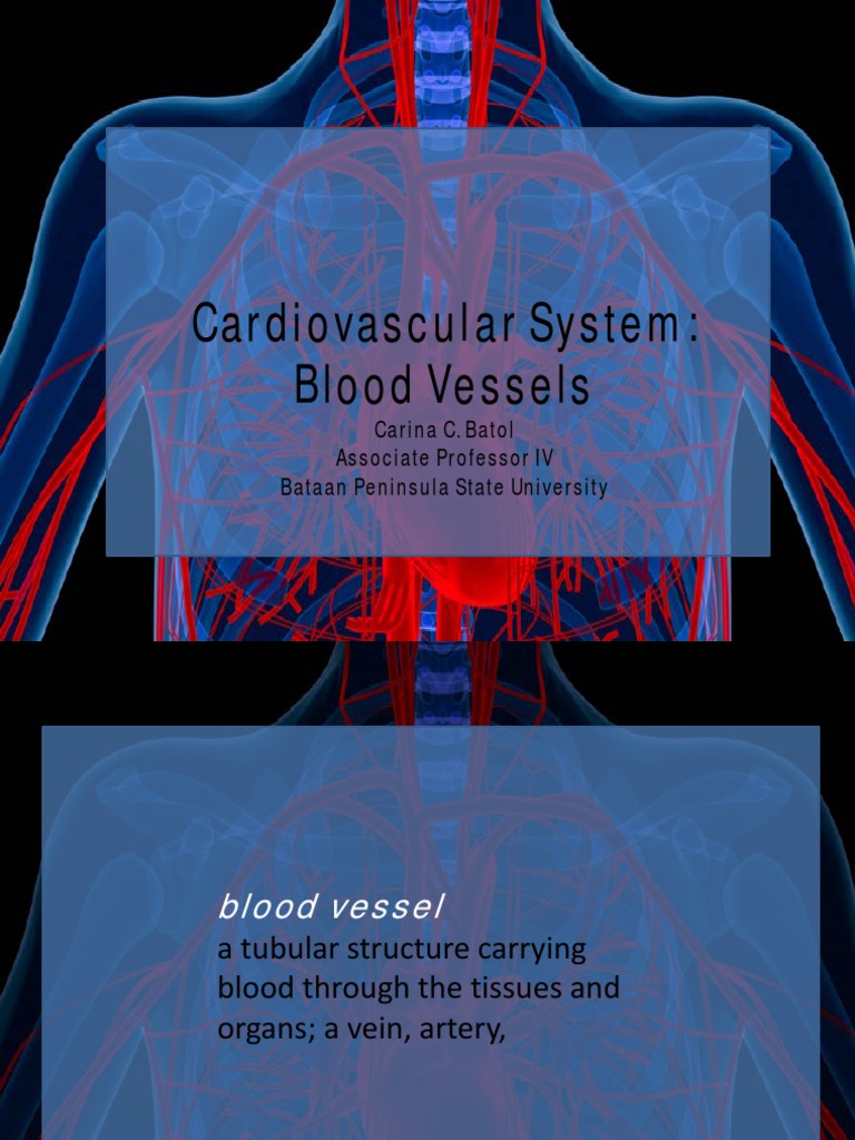 Chapter 14.1 - Cardiovascular System - Blood Vessels | PDF | Aorta ...