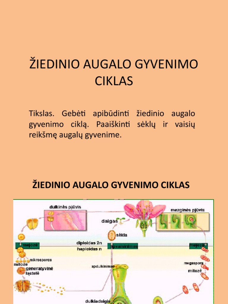 Žiedinio Augalo Gyvenimo Ciklas | PDF