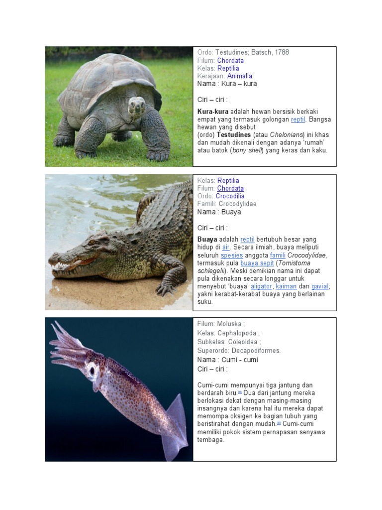 Klasifikasi dan Ciri-Ciri Reptil | PDF