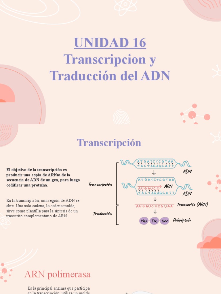 Unidad 16 - Transcripcion y Traducción | PDF | Rna | Traducción (biología)